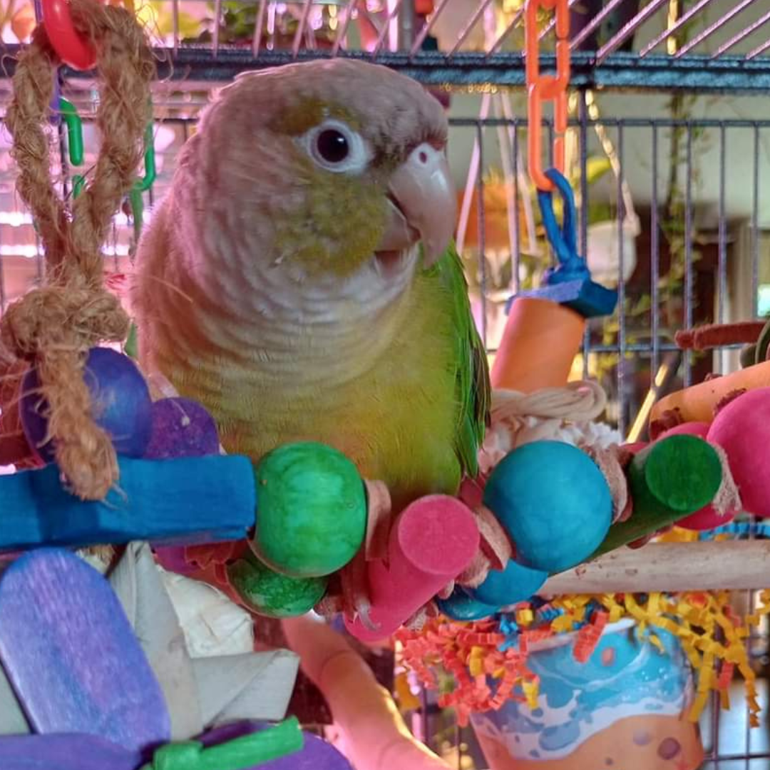 Small Bird Toys for Cockatiels & Parakeets | Handmade Fun – Alex's Bird Kingdom