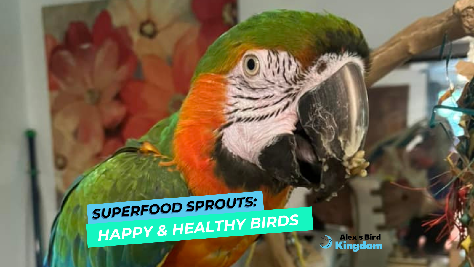 Sprouting Up Fun: The Superfood Benefits for Your Birds – Alex's Bird ...