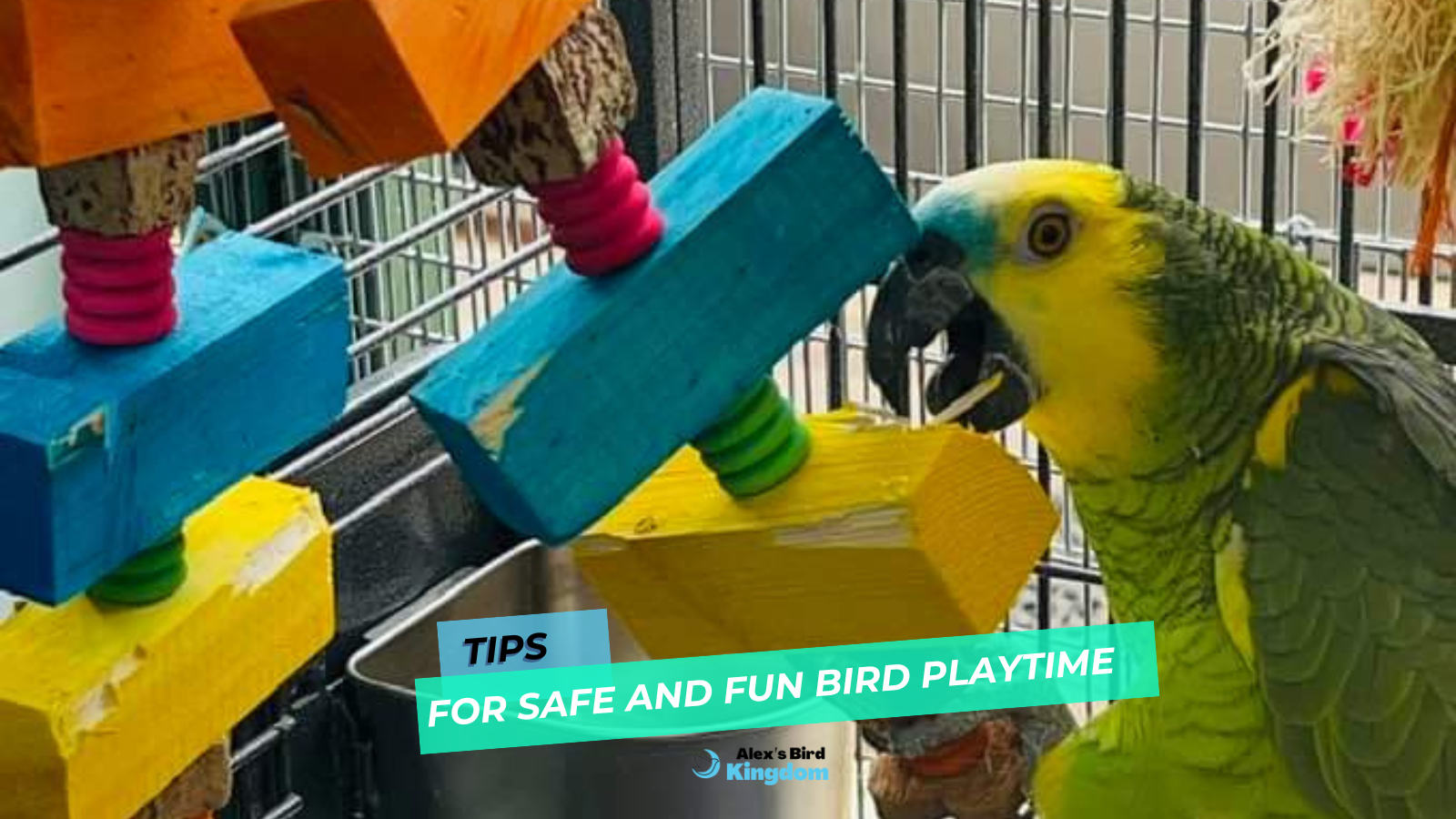 Safe Bird Playtime Tips + Monthly Bird Toy Subscription Box – Alex's ...