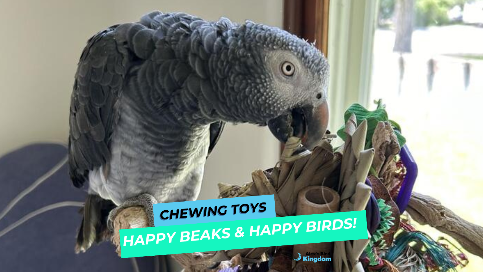 Why Birds Need Chewing Toys | Best Toys for Beak Health – Alex's Bird ...