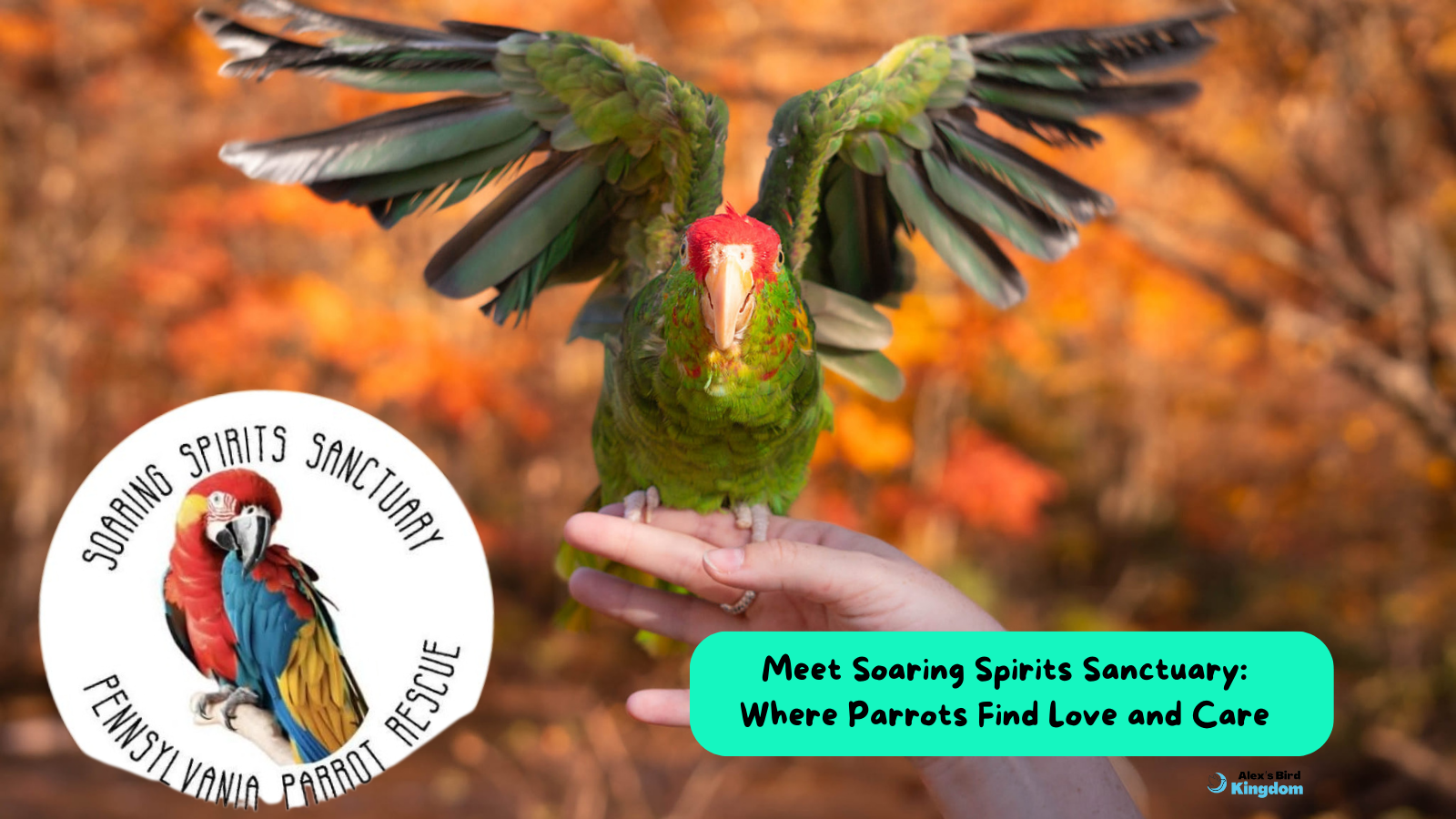 Meet Soaring Spirits Sanctuary: Where Parrots Find Love and Care – Alex ...