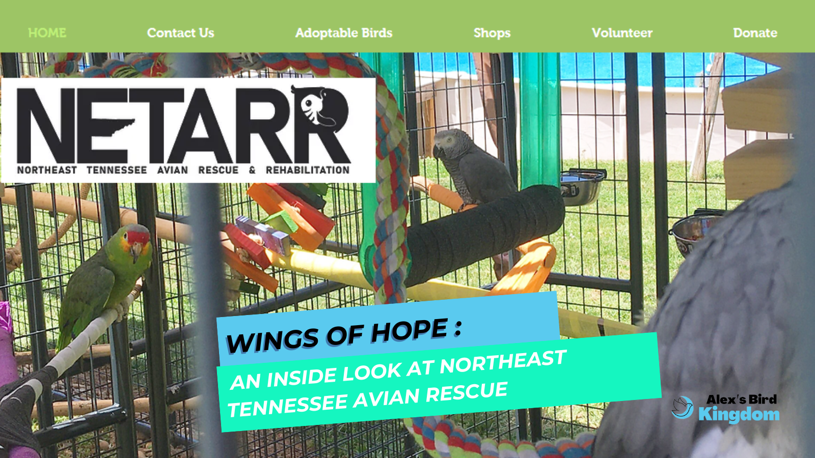 Wings of Hope: An Inside Look at Northeast Tennessee Avian Rescue ...