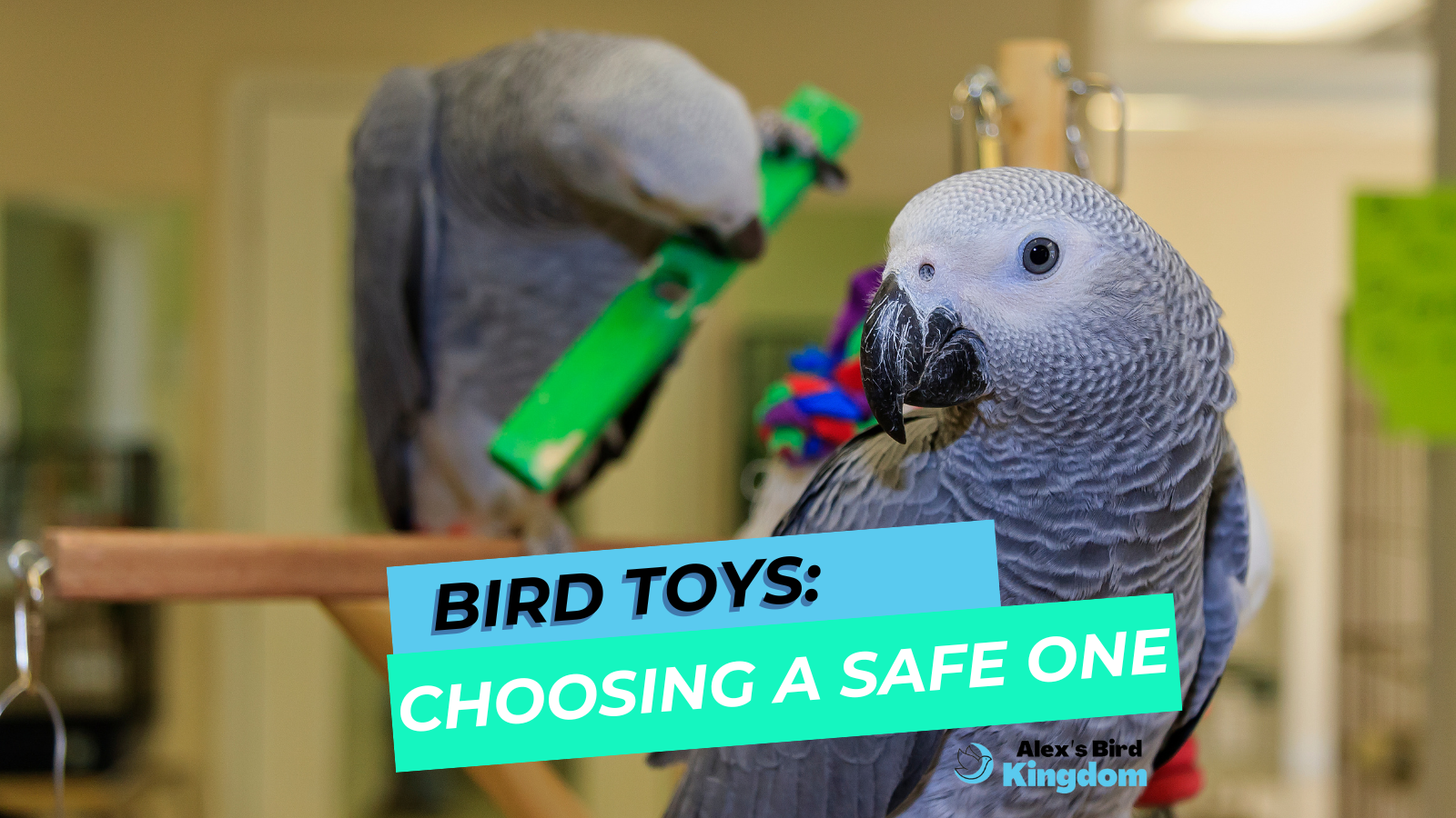 Bird Toys: Choosing a Safe One – Alex's Bird Kingdom