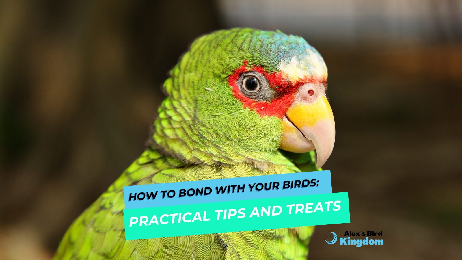 How to Bond with your Birds: Practical Tips and Treats – Alex's Bird ...