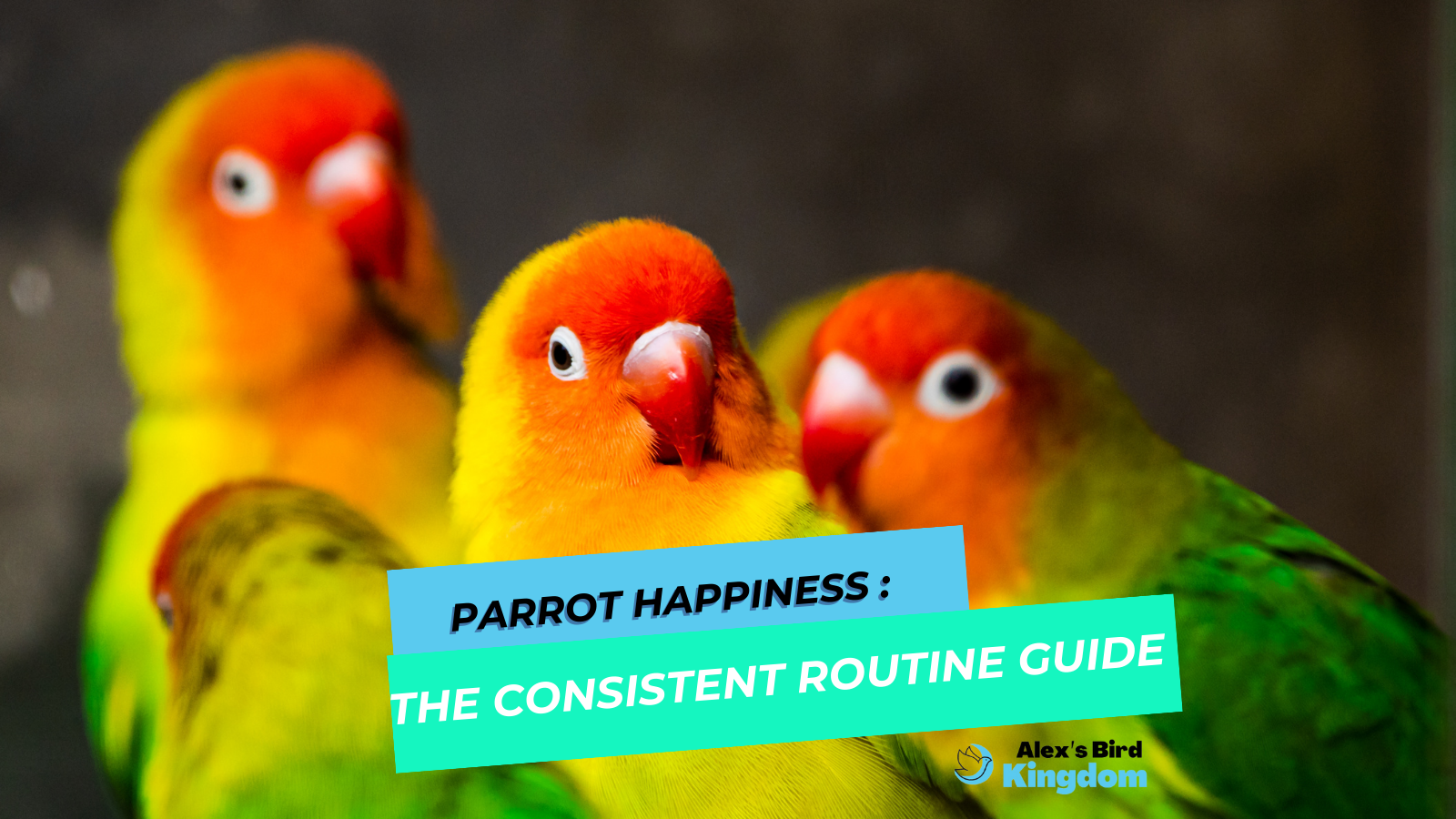 Establish a Consistent Routine: A Guide for Parrot's Optimal Well-bein ...