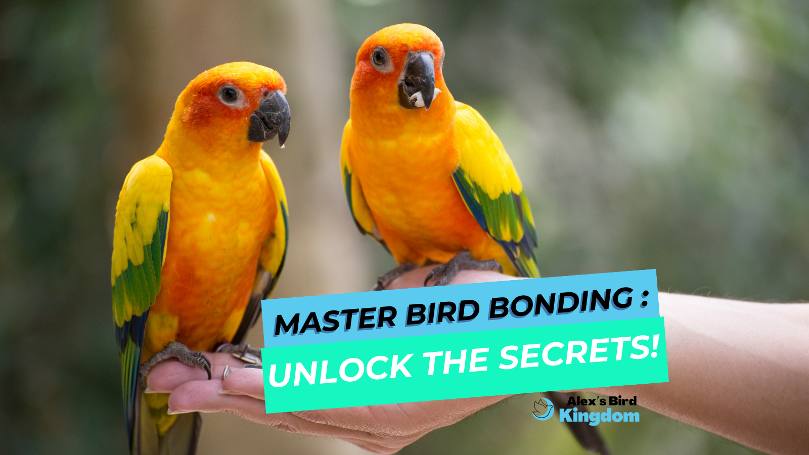 How to Build an Unbreakable Bond with Your Pet Bird: A Comprehensive G ...