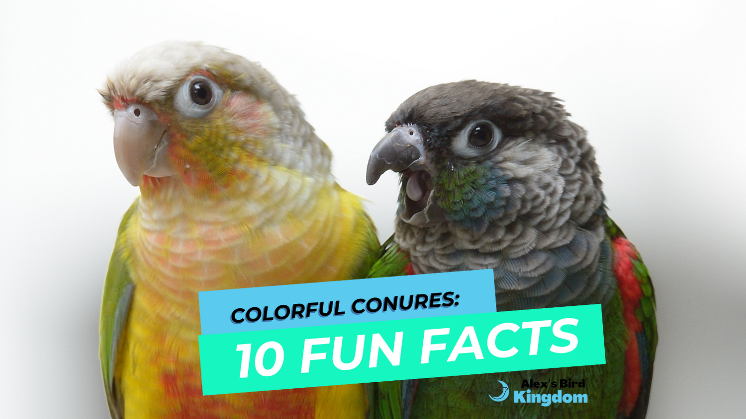 Colorful Conures: 10 Fun Facts – Alex's Bird Kingdom