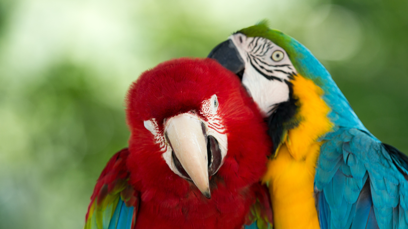 Top 10 Parrots to Consider as Pets: A Guide to Choosing the Perfect Fe ...