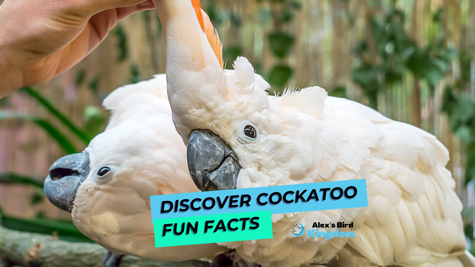 Cockatoo Fun Facts: Discover the Charming World of These Intelligent B ...