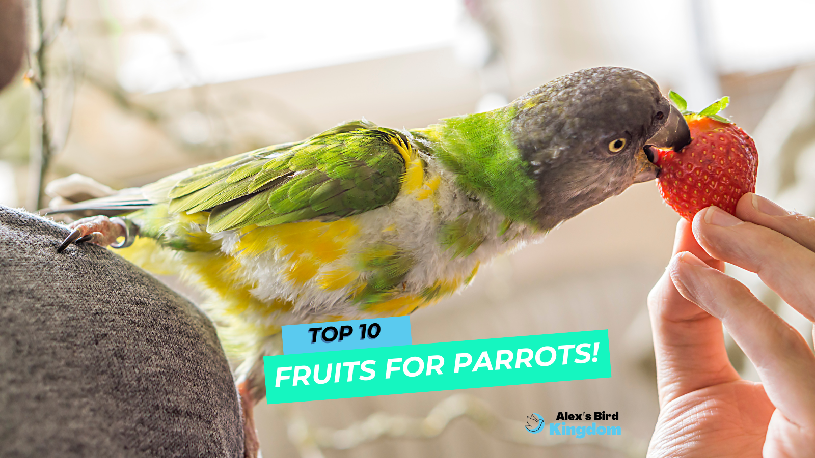 Top 10 Fruits for Parrots: A Nutritional Guide – Alex's Bird Kingdom