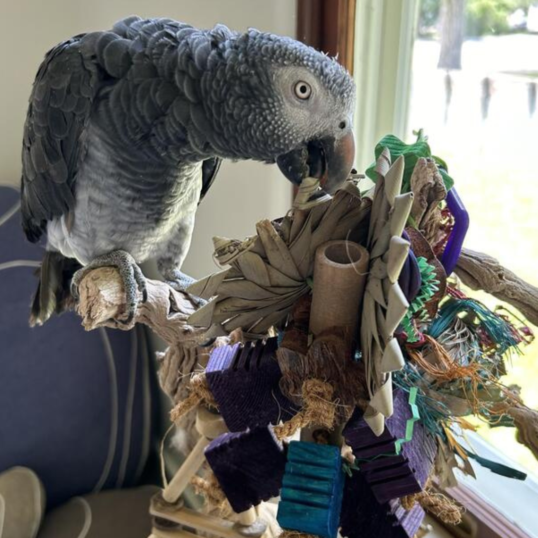 Medium Bird Toys – Alex's Bird Kingdom