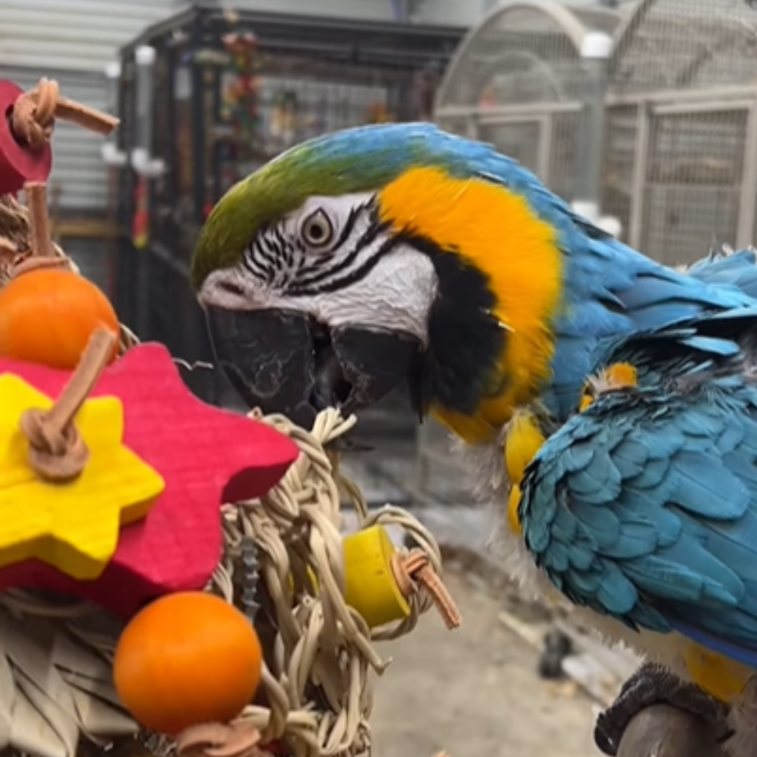 Alex's Bird Kingdom:Bird Fun Box Subscription-Handmade Alex Bird Toys