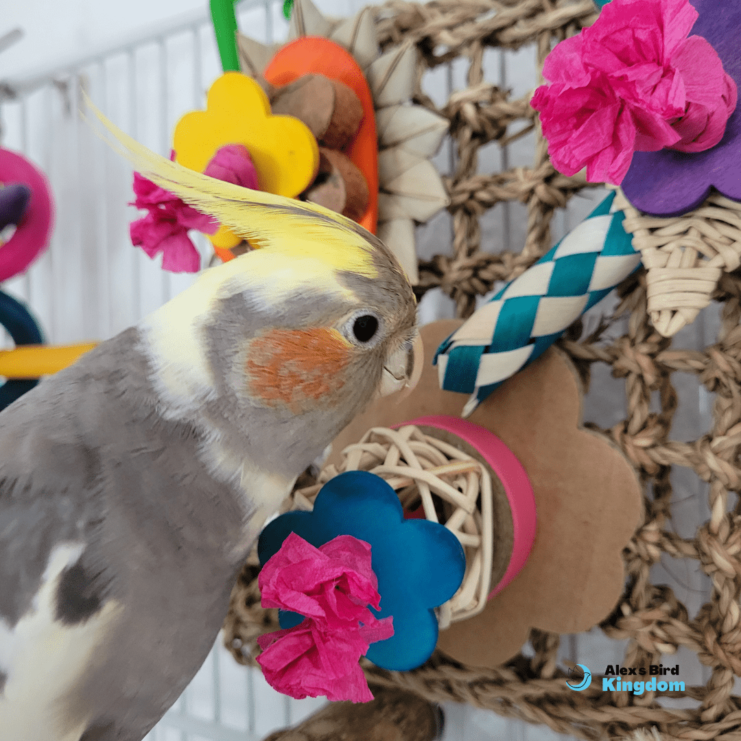 Feathered Oasis Activity Wall for Small Birds | Alex Bird Toys – Alex's ...