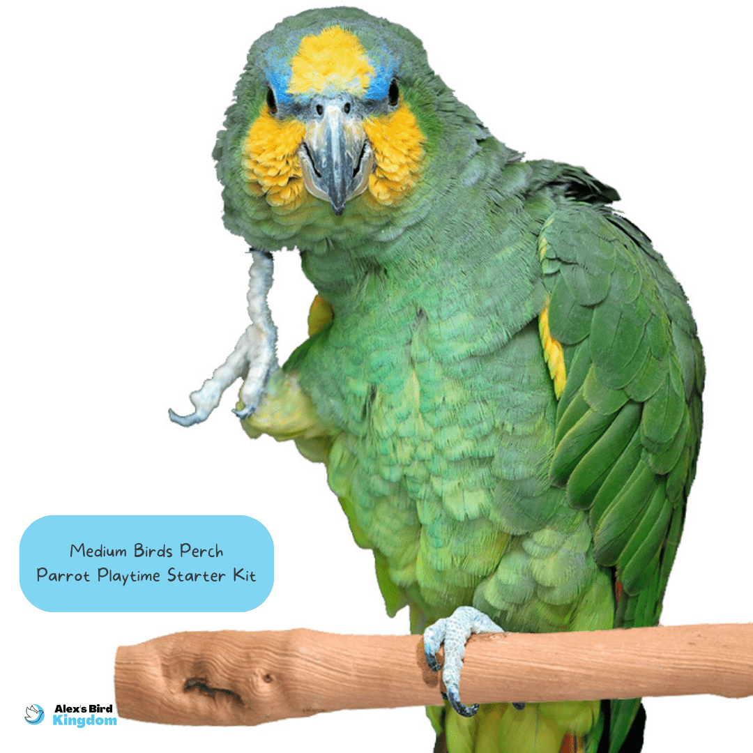 Parrot Playtime Starter Kit – Alex's Bird Kingdom