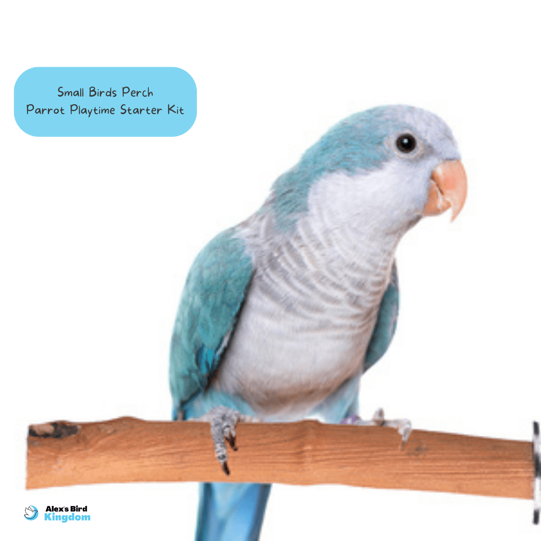 Parrot Playtime Starter Kit – Alex's Bird Kingdom