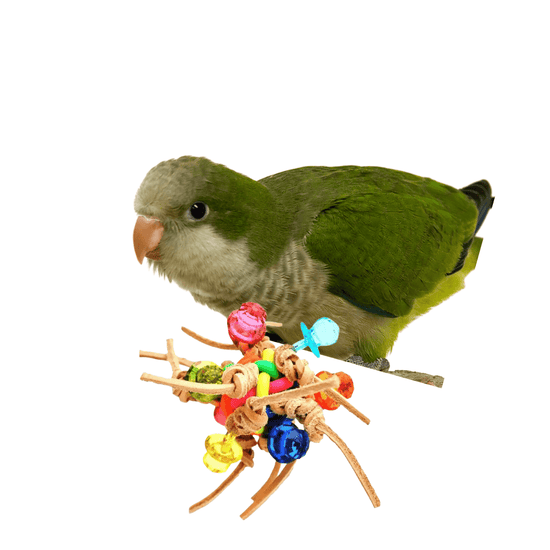 Knotty Lover Bird Foot Toy – Alex's Bird Kingdom